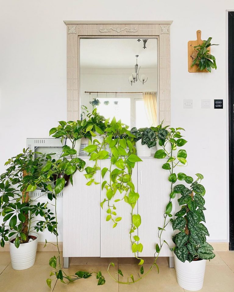 15 Easy Houseplants To Grow Inside Your Home | Foyr